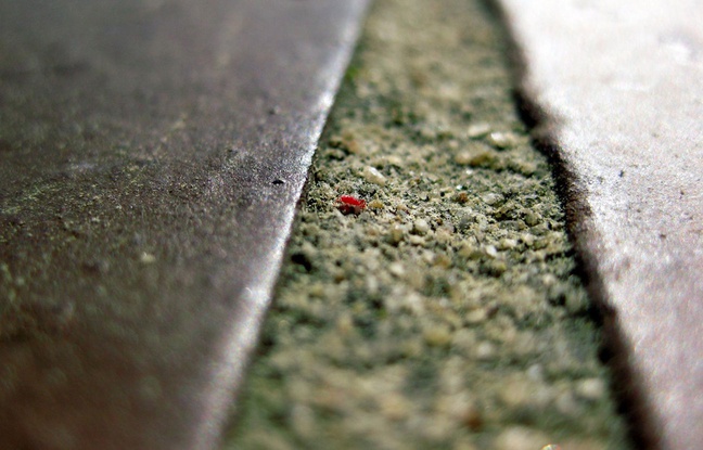 Gare aux aoûtats responsables de fortes démangeaisons