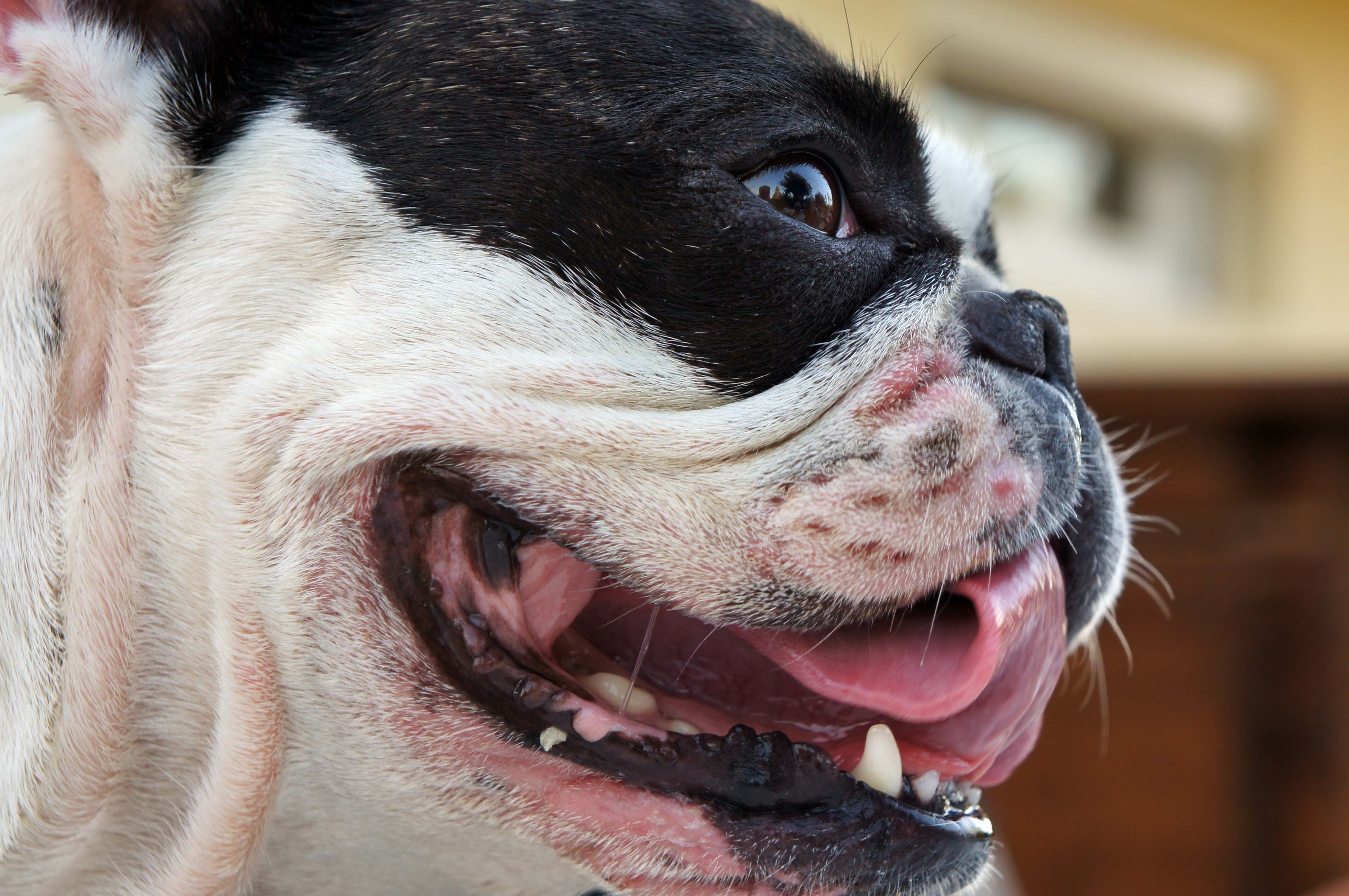 Dermatite atopique canine : fréquente chez certaines races de chiens